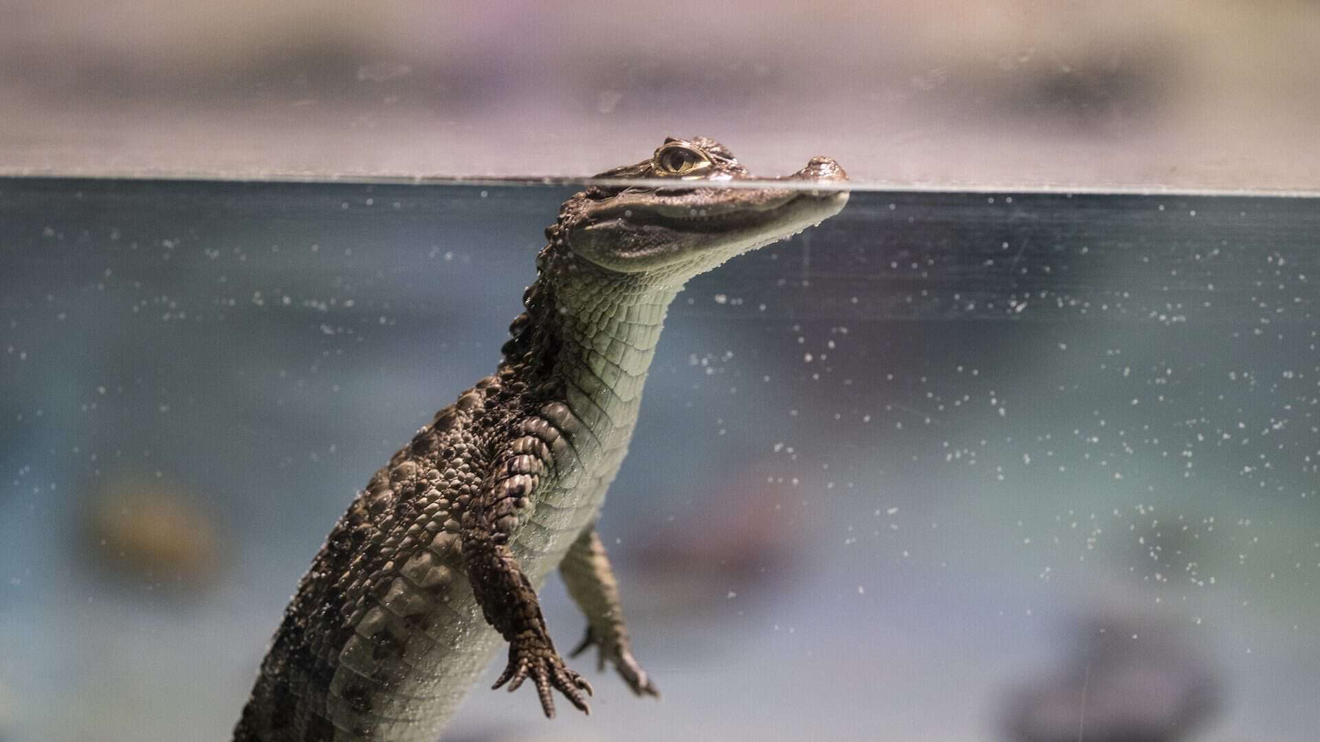 Krokodile: Meister der Anpassungsfähigkeit